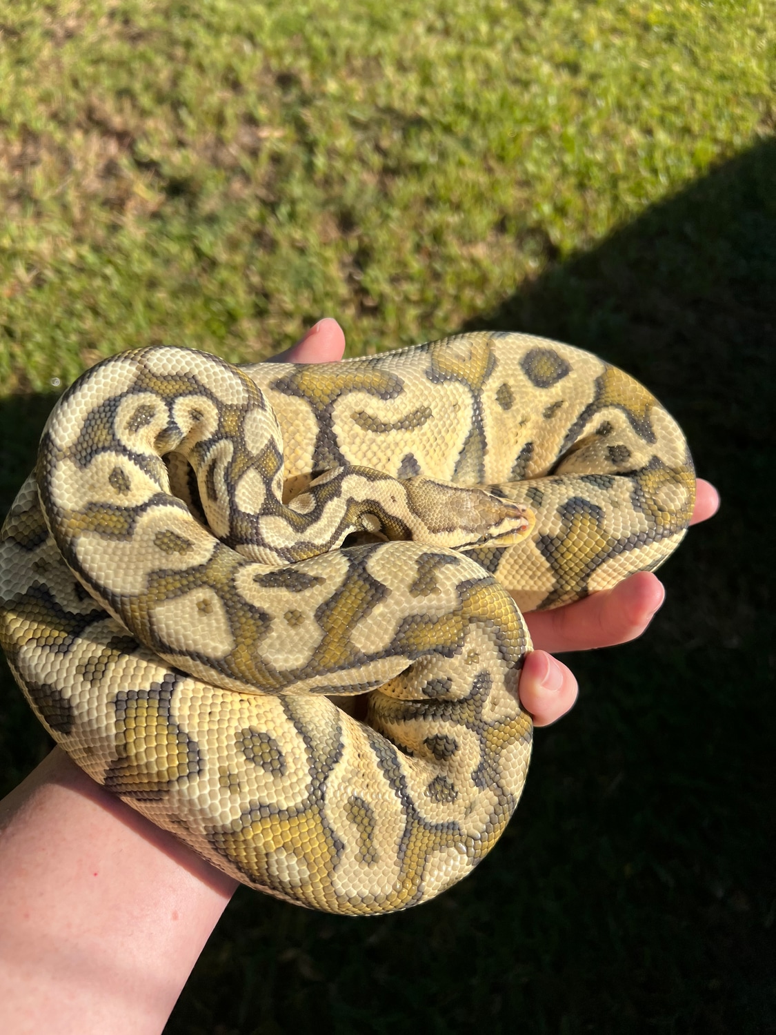Hypo Pastel 100% Het Clown Ball Python by Fireball Reptiles - MorphMarket