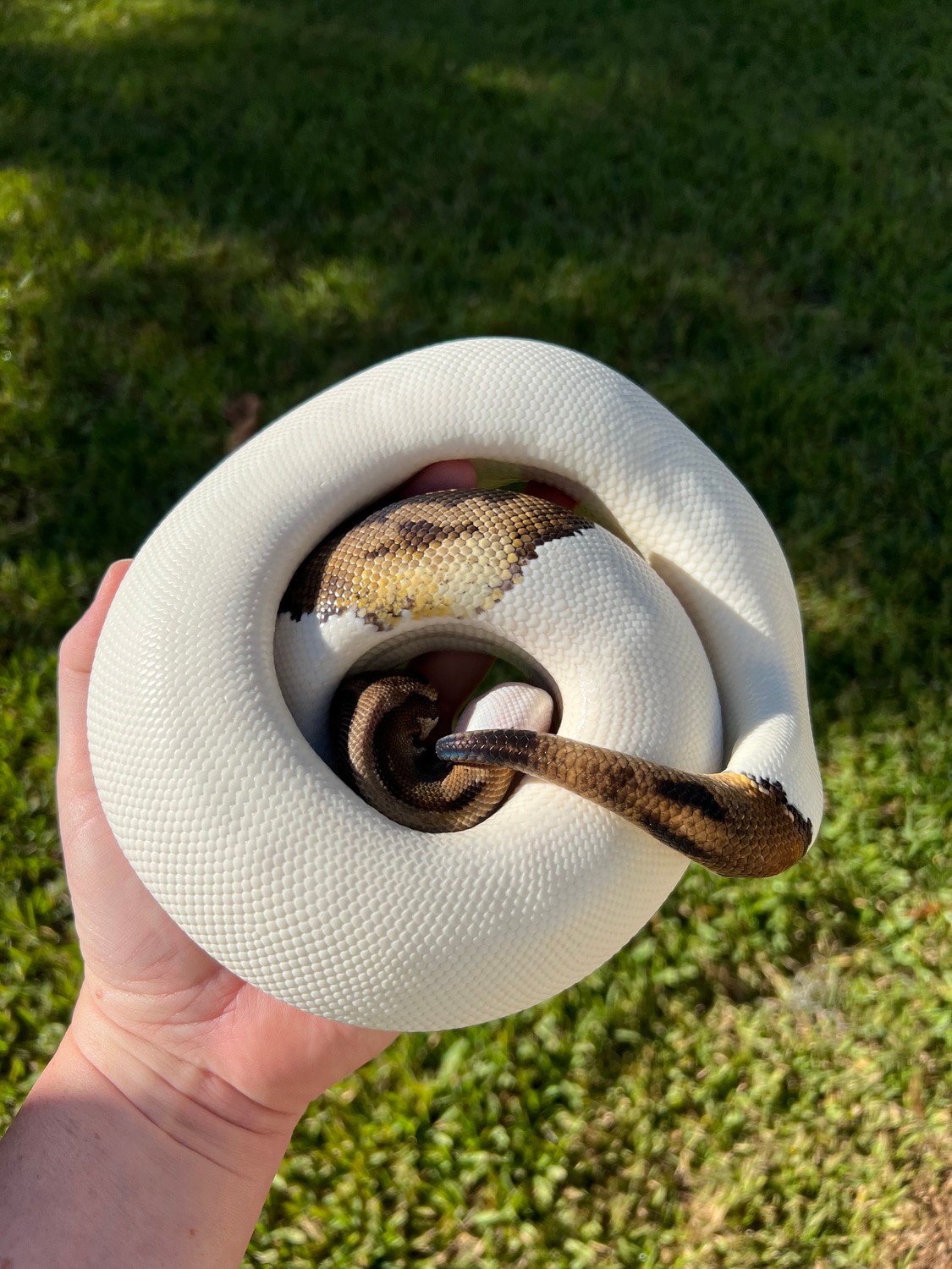 Pied Ball Python by Fireball Reptiles - MorphMarket