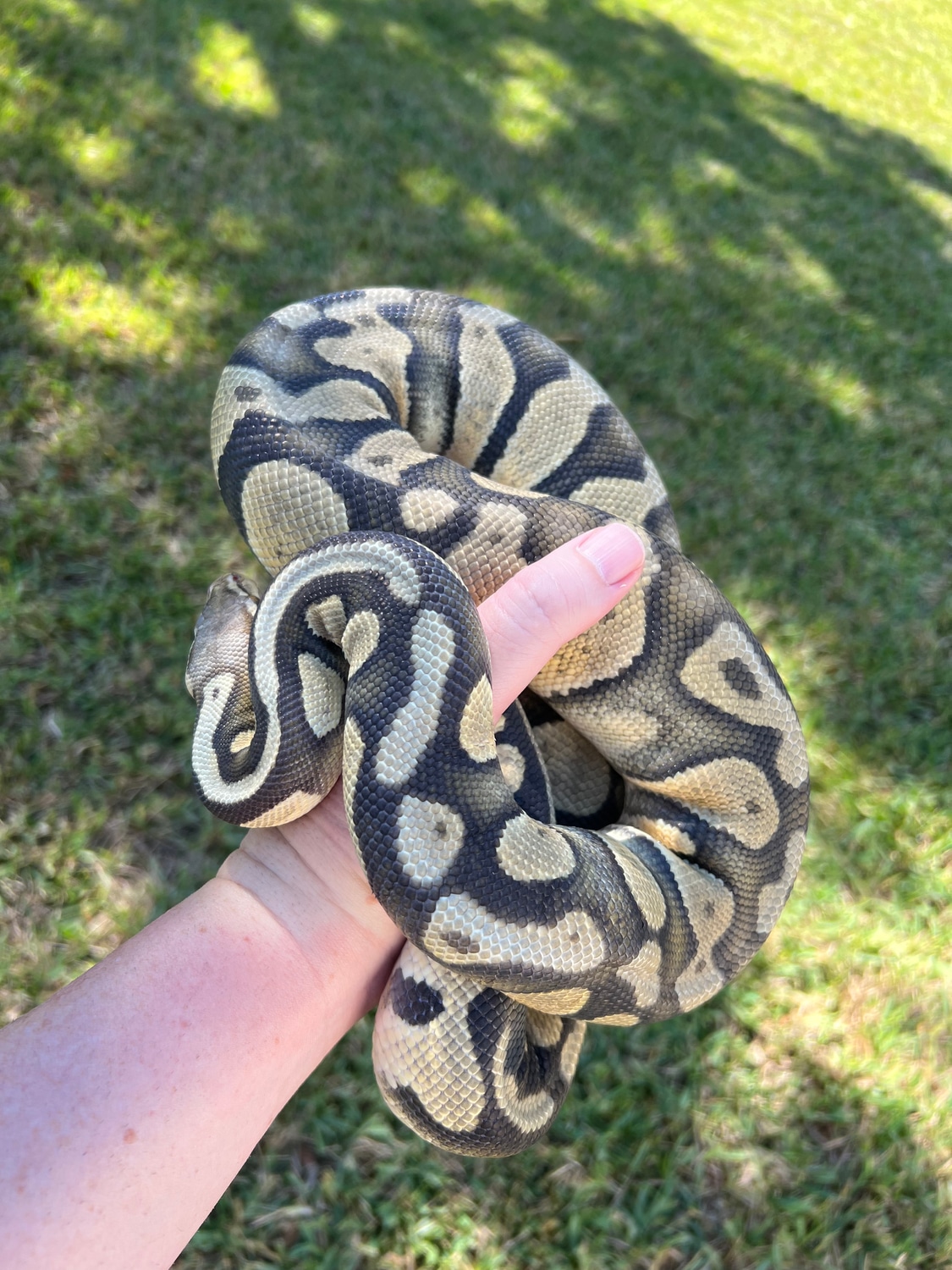 Hypo Pastel Chocolate 100% Het Desert Ghost Ball Python by Fireball ...