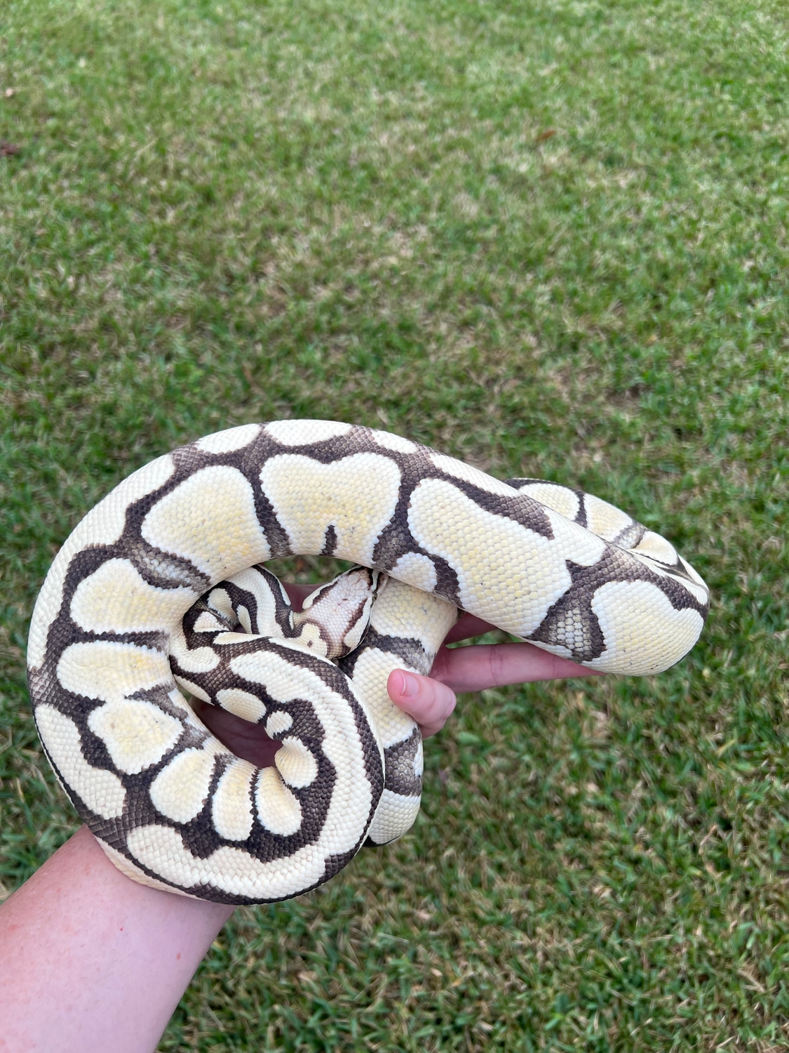 Pastel Desert Ghost 100% Het Hypo Ball Python by Fireball Reptiles ...