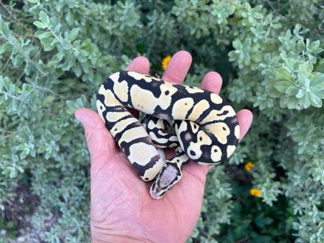 Pastel Desert Ghost Ball Python by Fireball Reptiles - MorphMarket