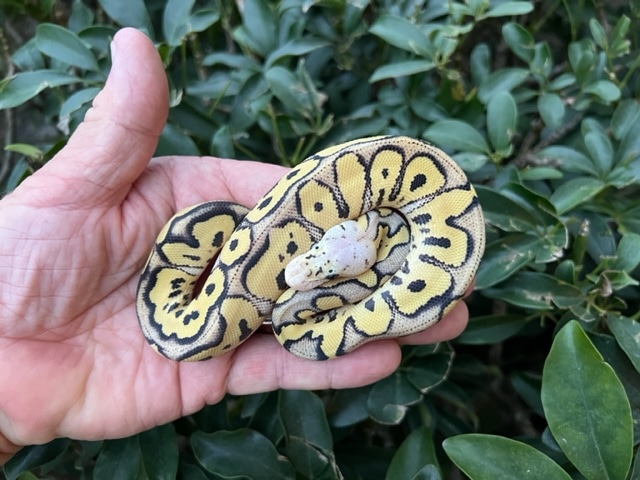 Pastel Desert Ghost Clown 100% Het Hypo Ball Python by Fireball ...