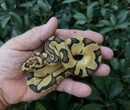 Hypo Super Chocolate Butter Ball Python by Fireball Reptiles - MorphMarket