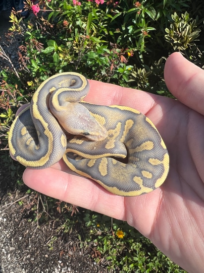 Hypo Super Chocolate Desert Ghost Ball Python by Fireball Reptiles