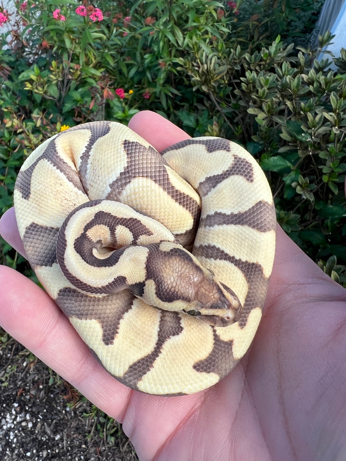 Hypo OD Enchi Fire DG Ball Python by Fireball Reptiles - MorphMarket