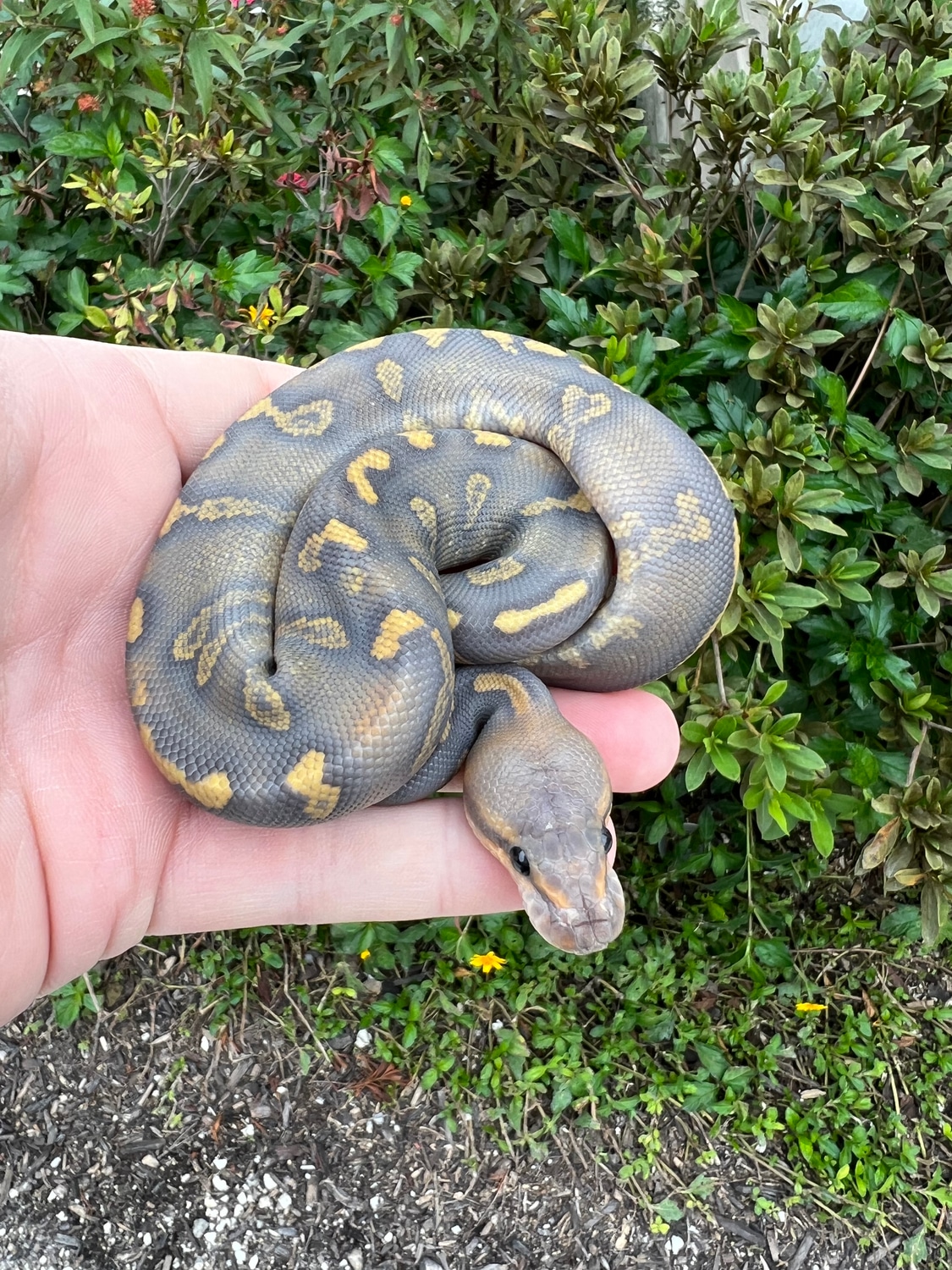 Hypo Super Chocolate Ball Python by Fireball Reptiles - MorphMarket