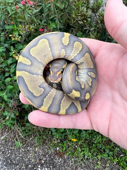 Hypo Super Chocolate Enchi Ball Python by Fireball Reptiles