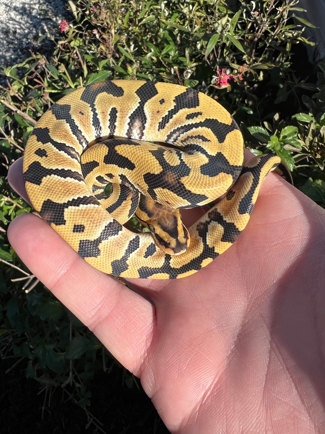 Desert Ghost 100% DH Cryptic Clown Ball Python by Fireball Reptiles ...