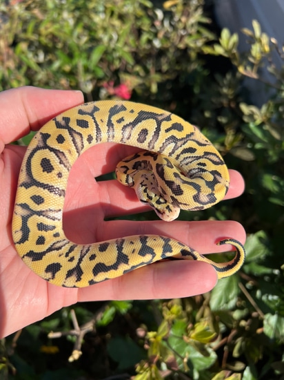 Pastel Desert Ghost 100% DH Cryptic Clown Ball Python by Fireball Reptiles