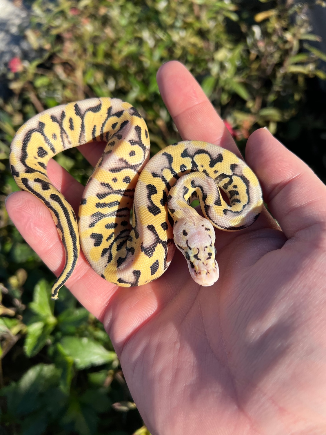 Pastel Desert Ghost 100% DH Cryptic Clown Ball Python by Fireball ...