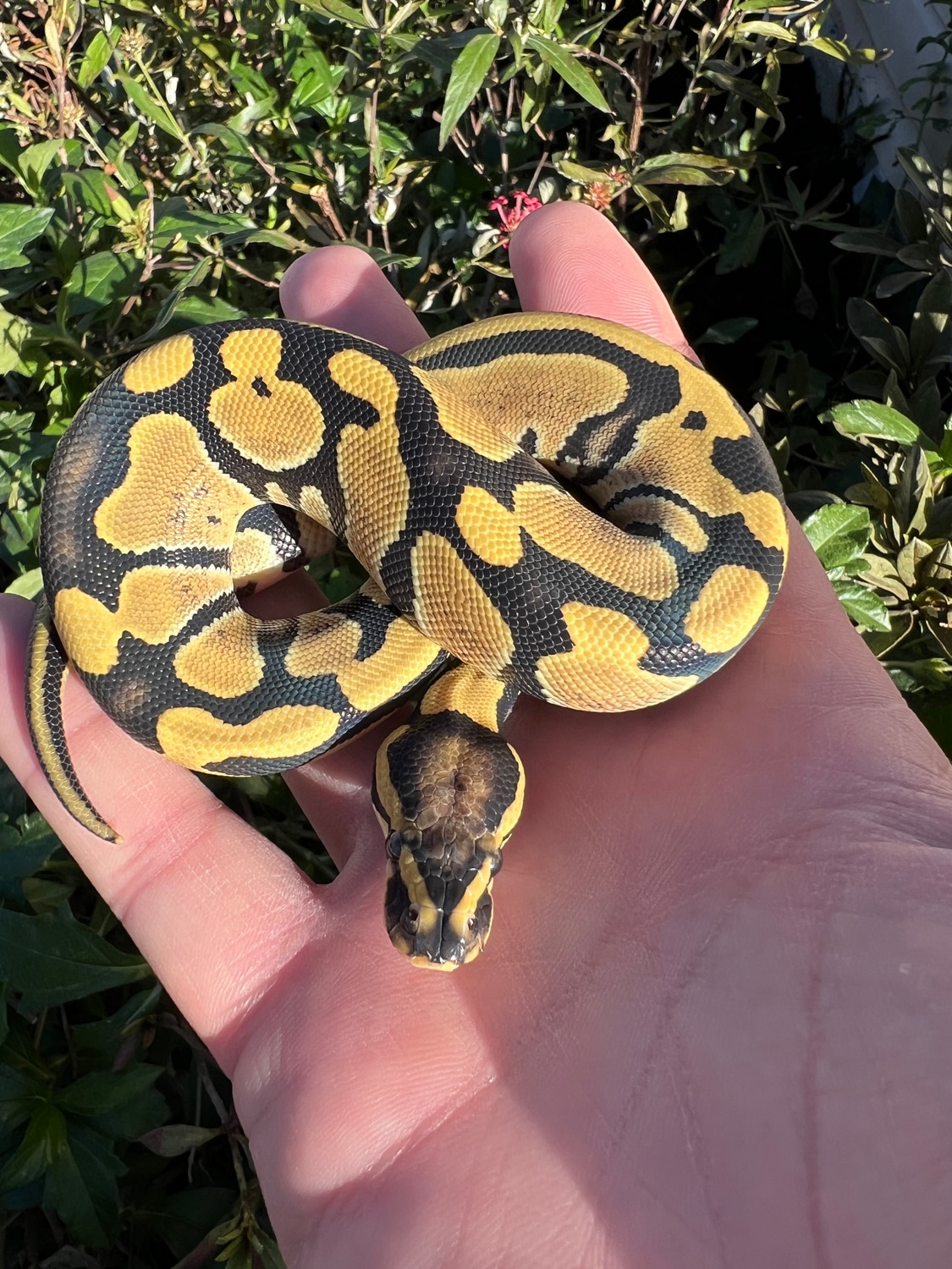 Desert Ghost 100% Het Pied Ball Python by Fireball Reptiles - MorphMarket