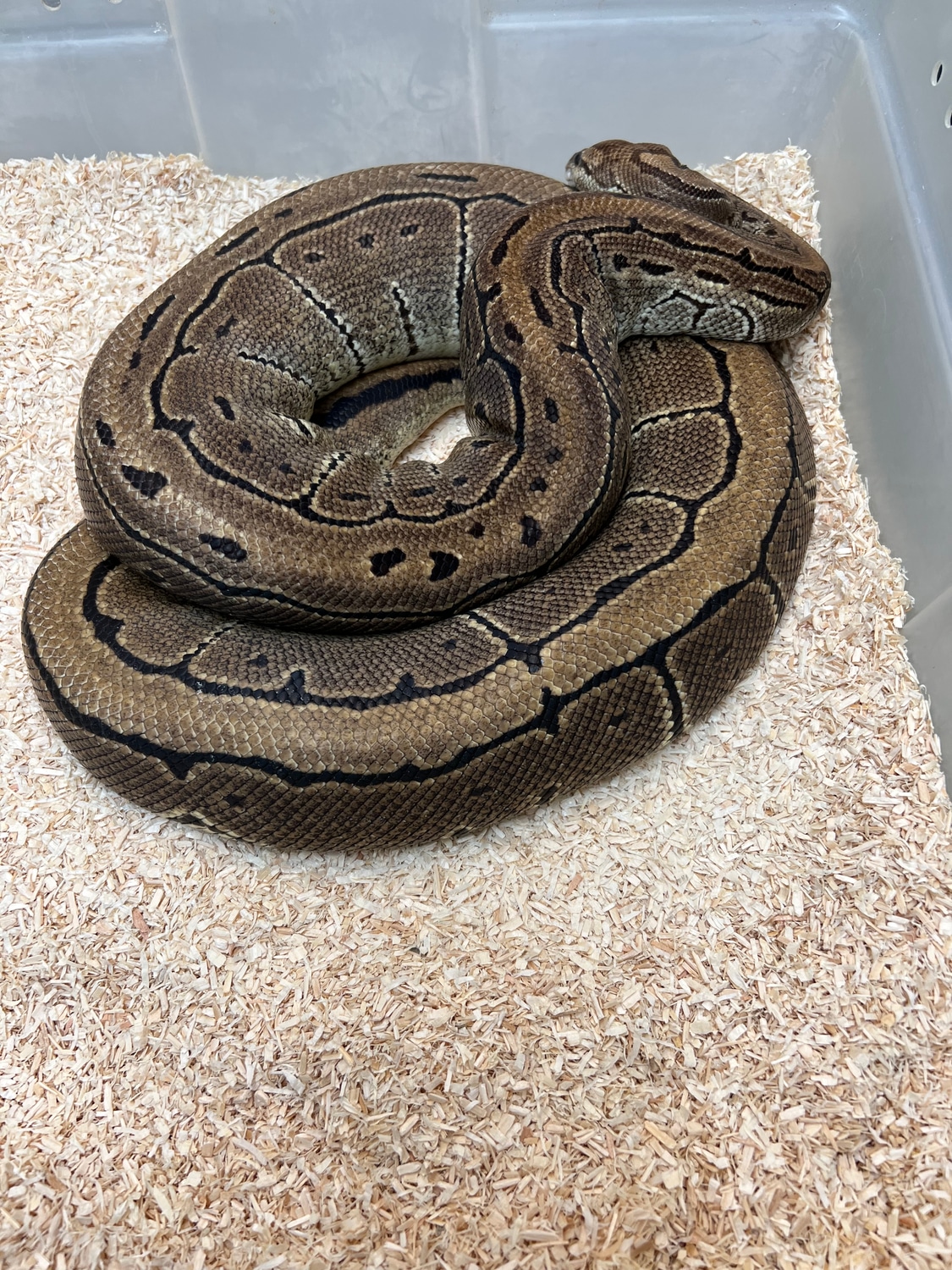 Proven Pinstripe 100% Het Albino Female Ball Python by Fireball ...