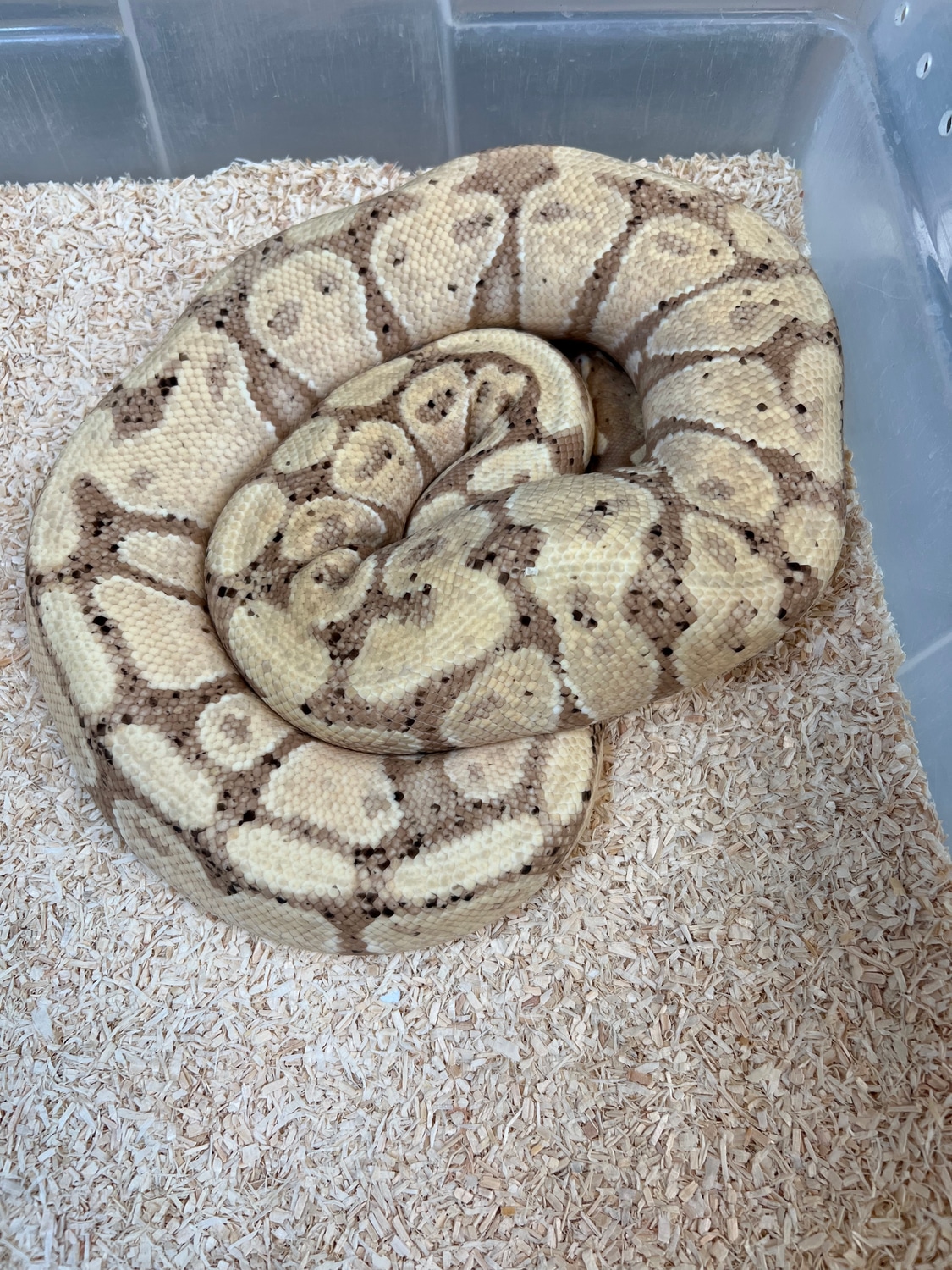 Proven Banana Male Ball Python by Fireball Reptiles - MorphMarket