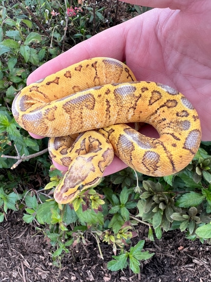 Enchi Lemonblast YB Paradox Ball Python by Fireball Reptiles