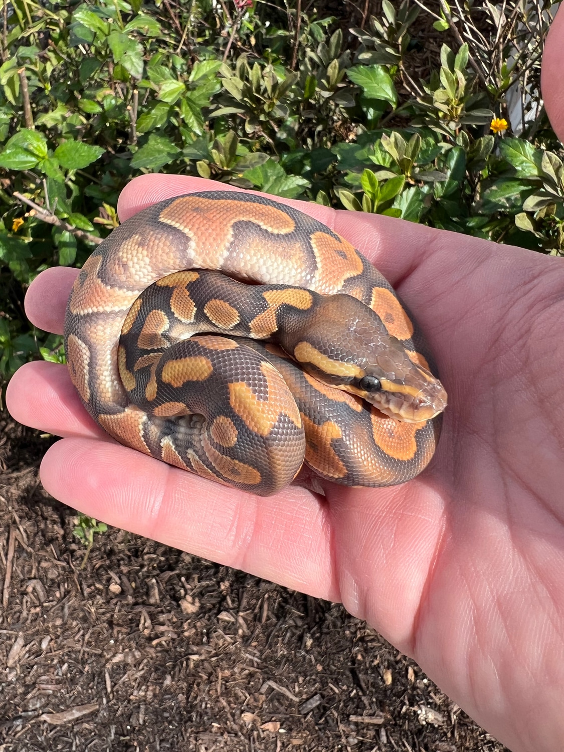 Hypo Black Pastel Chocolate Enchi Ball Python by Fireball Reptiles ...