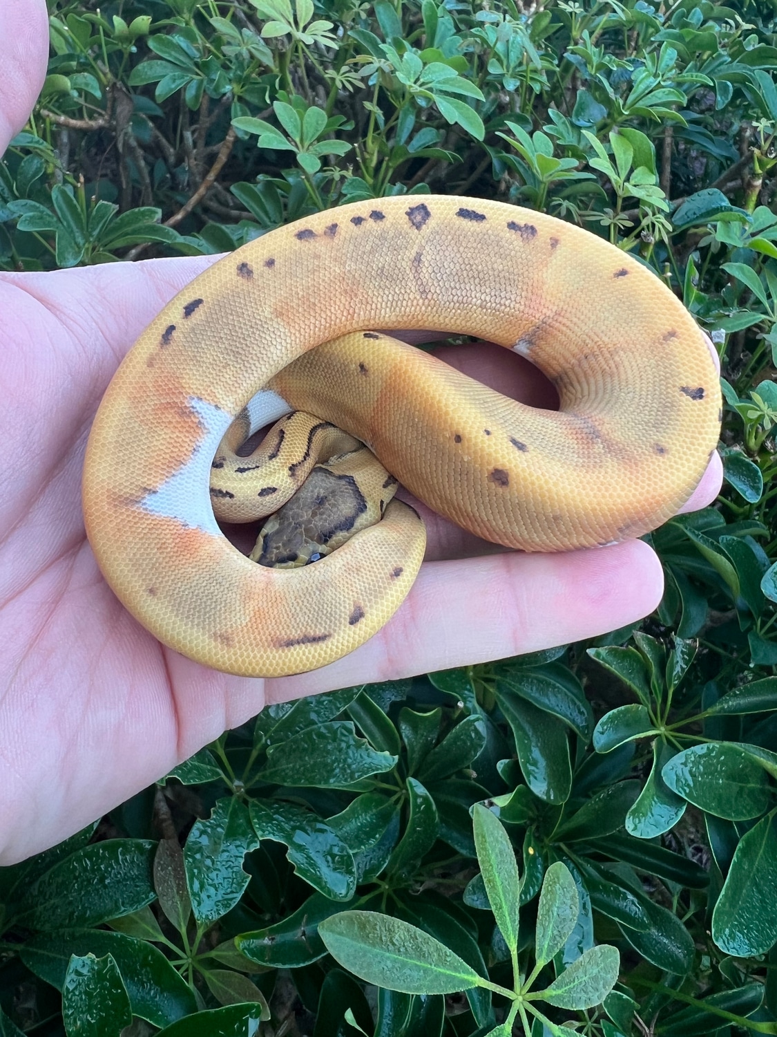 Pinstripe Desert Ghost Pied Ball Python by Fireball Reptiles - MorphMarket