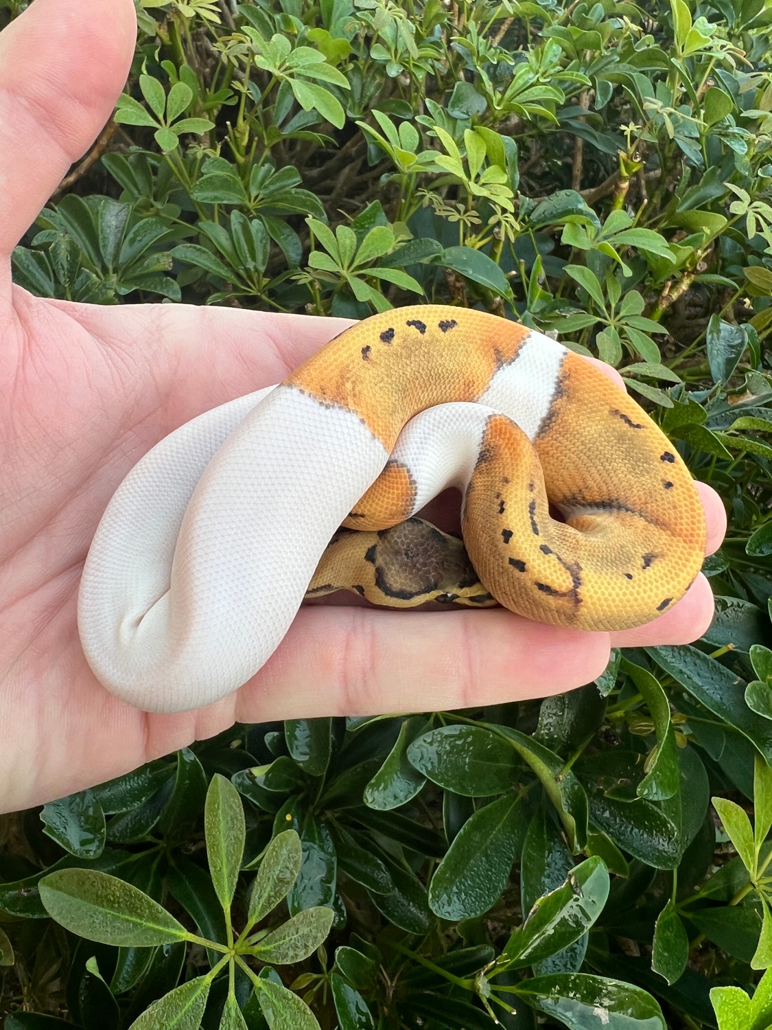 Pinstripe Desert Ghost Pied Ball Python by Fireball Reptiles - MorphMarket
