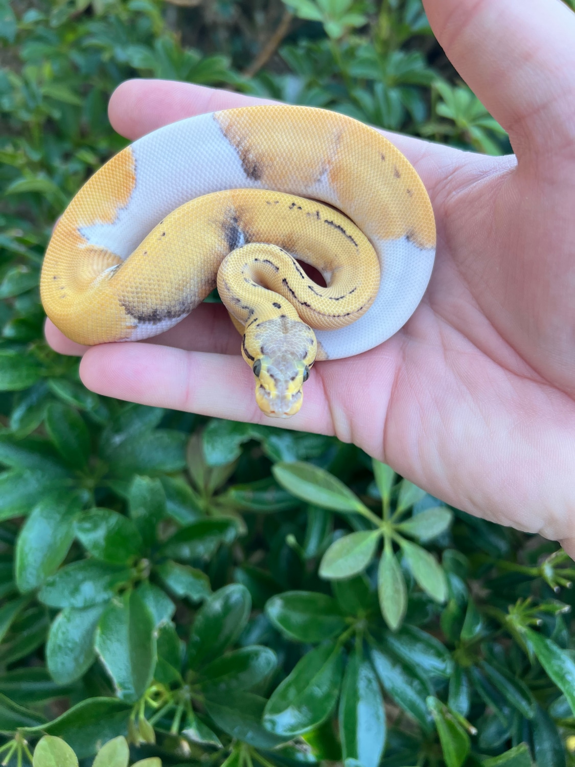 Lemonblast Desert Ghost Pied Ball Python by Fireball Reptiles - MorphMarket