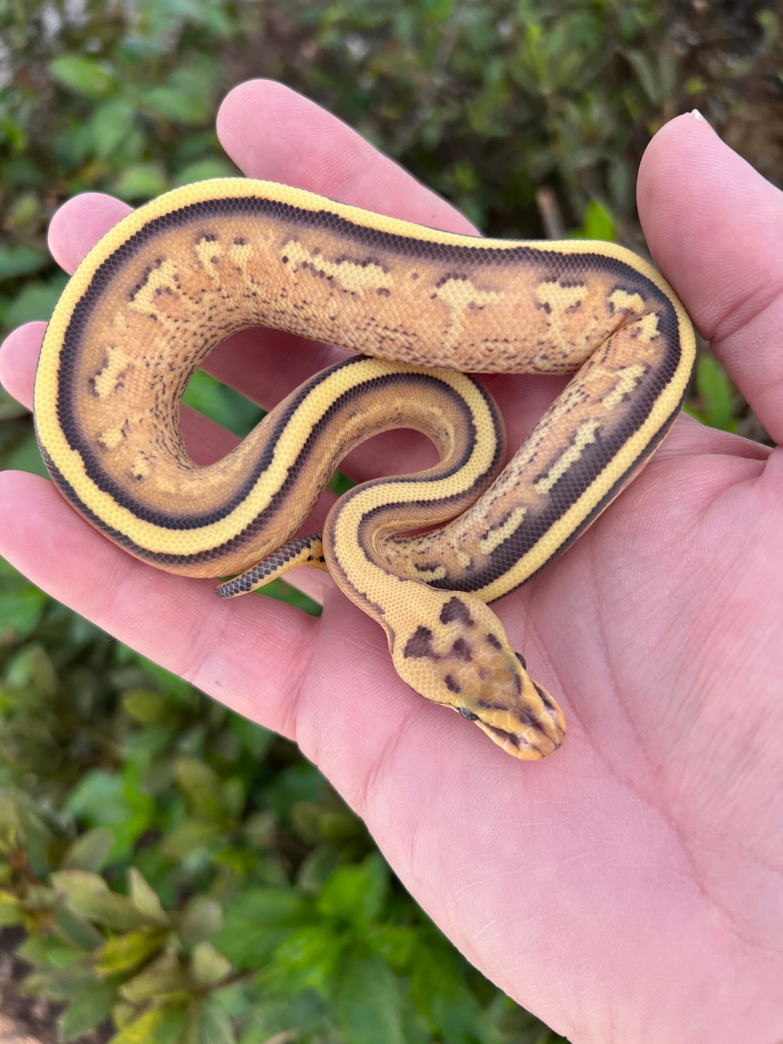 Superstripe Desert Ghost 100% Het Cryptic Ball Python by Fireball ...