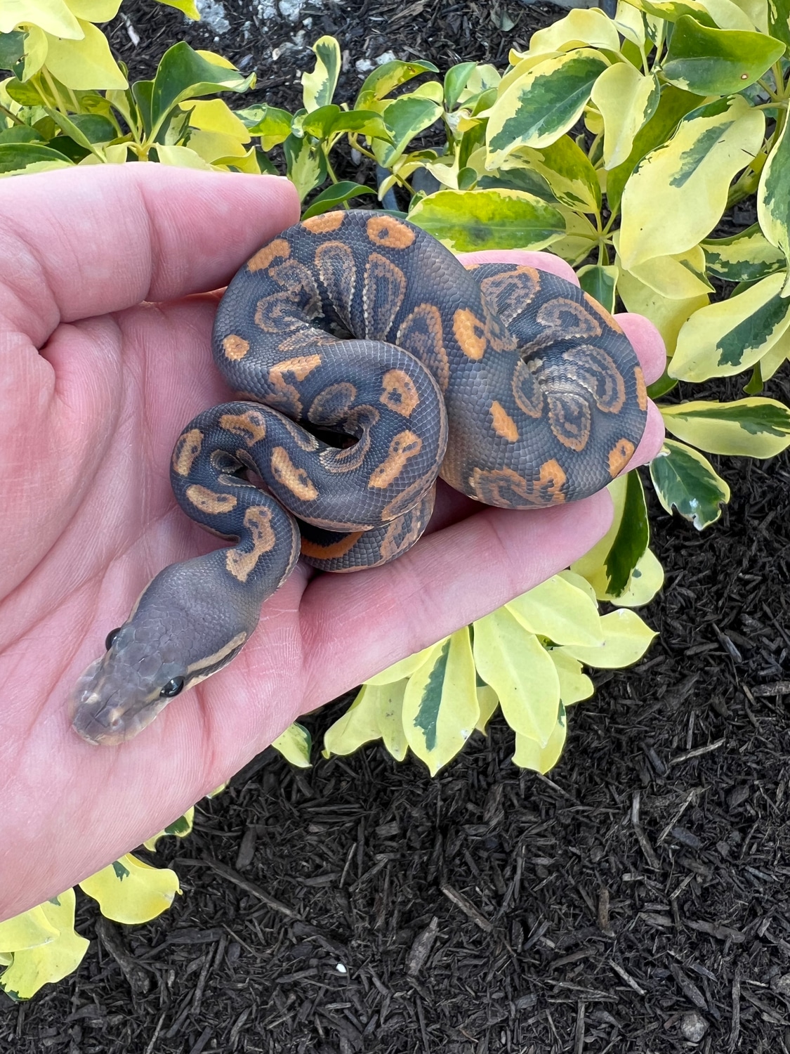 Hypo Black Pastel Ball Python by Fireball Reptiles - MorphMarket