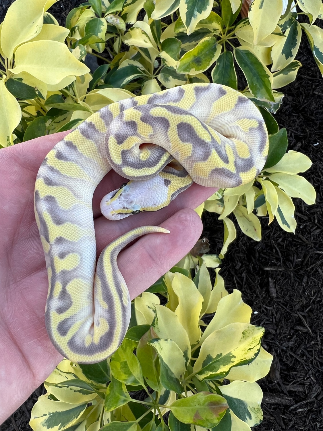 Pastel Butter Enchi Specter Desert Ghost Ball Python by Fireball ...