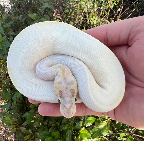Pastel Ivory Pied Ball Python by Fireball Reptiles