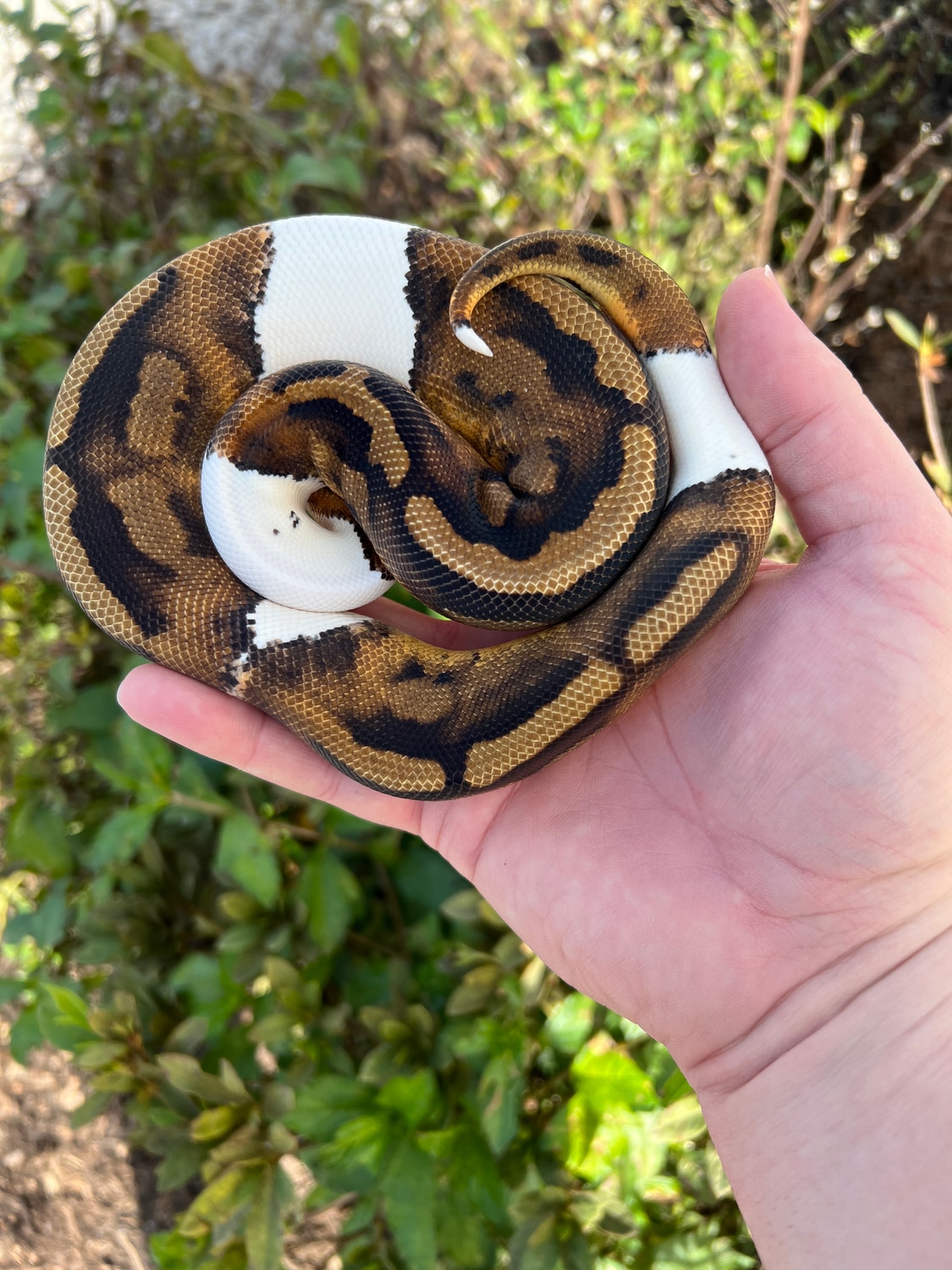 Pied 100% Het Hypo Ball Python by Fireball Reptiles - MorphMarket