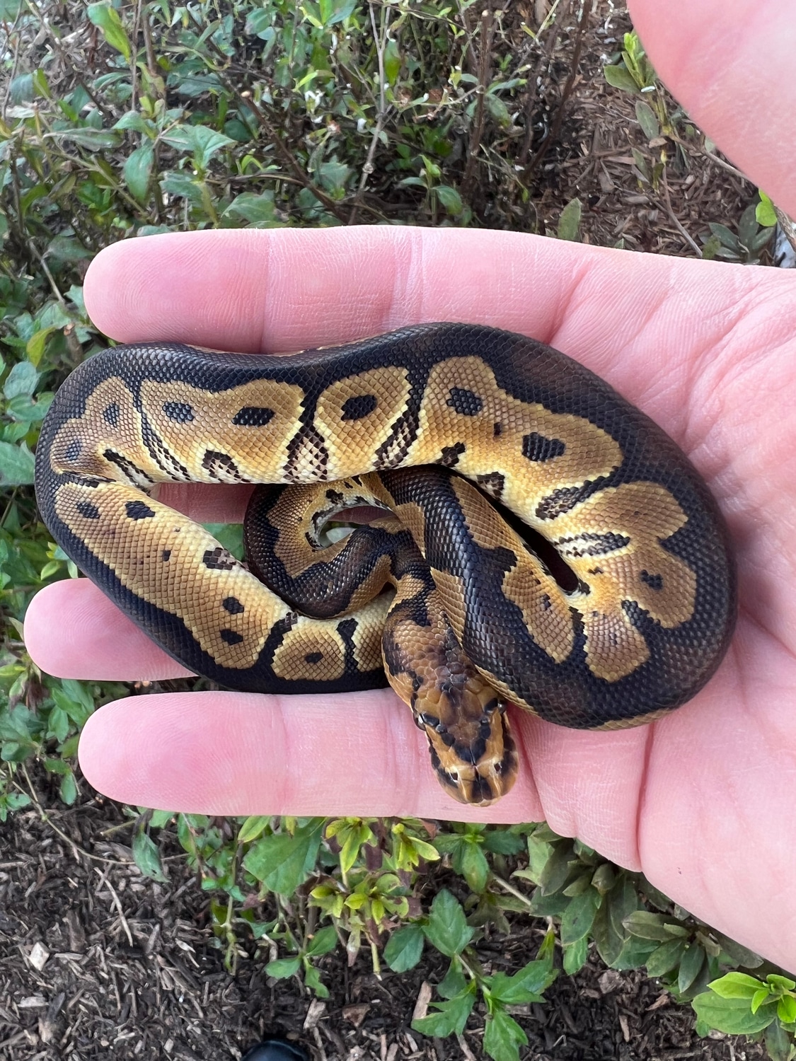 Clown 100% Double Het VPI Axanthic Desert Ghost Ball Python by Fireball ...
