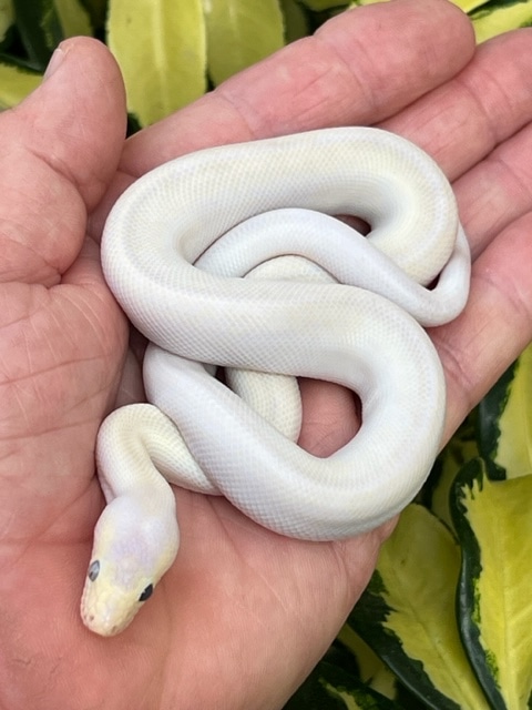 Heterochromia Leucistic Colombian Rainbow Boa by Fireball Reptiles ...