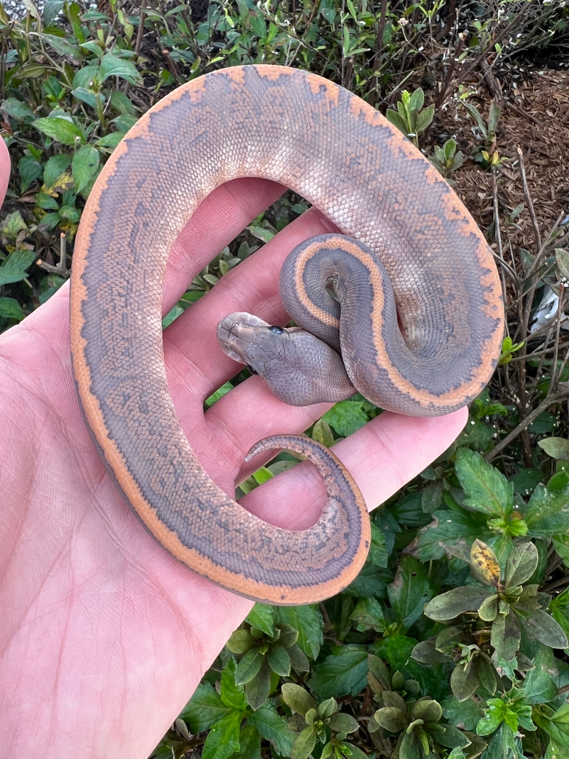 Hypo Black Pastel Pinstripe Vanilla Ball Python by Fireball Reptiles ...