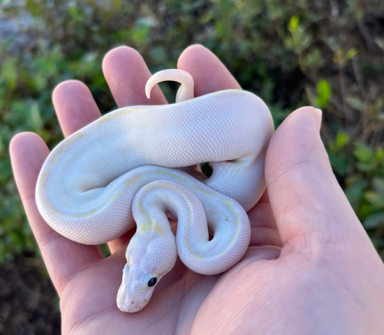 Pastel Ivory Ball Python by Fireball Reptiles