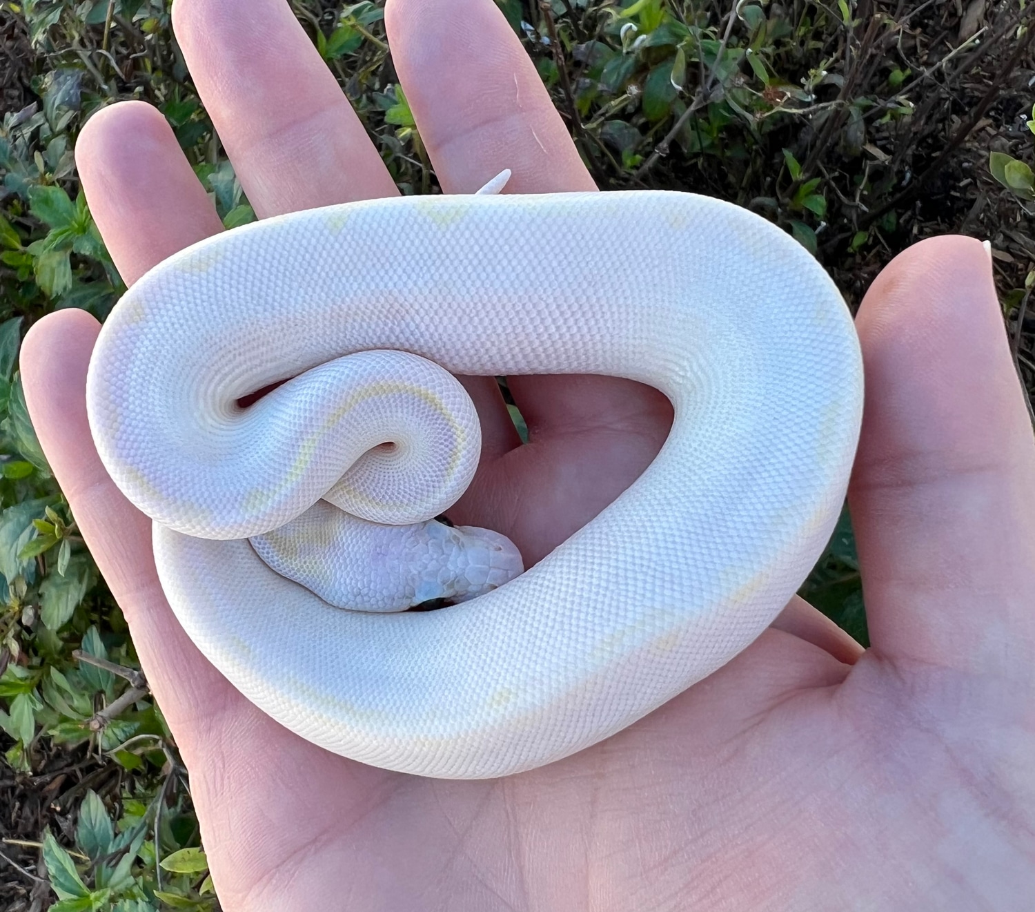 Super Pastel Ivory Ball Python by Fireball Reptiles - MorphMarket