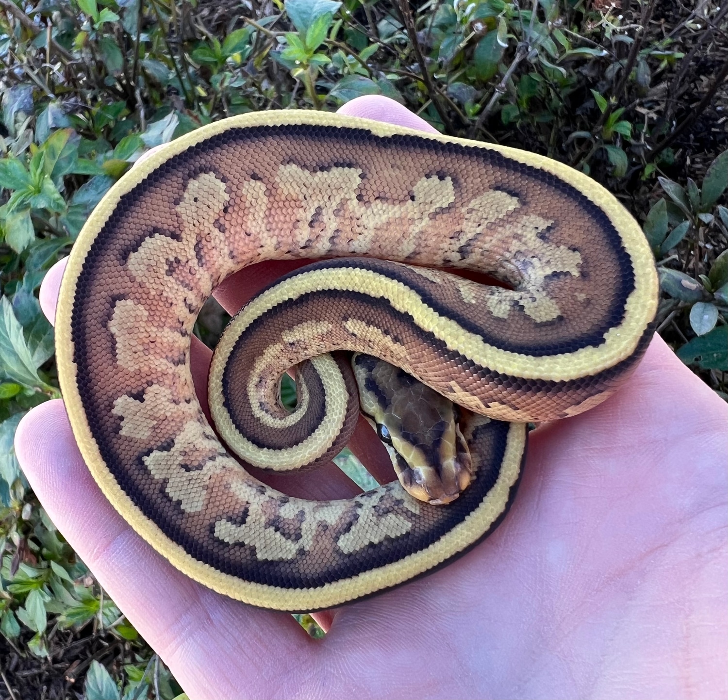 Super Specter 100% Double Het Cryptic Desert Ghost Ball Python by ...