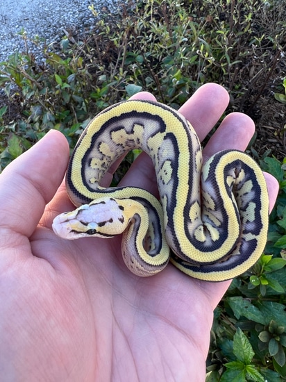 Pastel Super Specter Desert Ghost 100% Het Cryptic Ball Python by ...