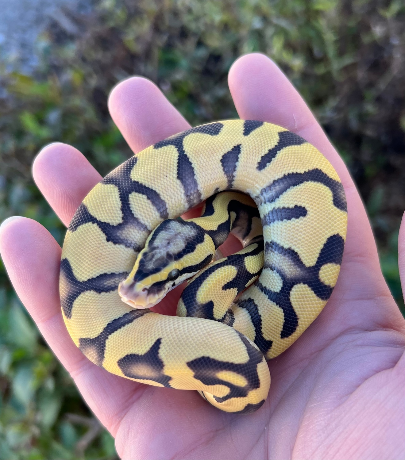 Pastel Enchi Desert Ghost 100% Het Pied Ball Python by Fireball ...
