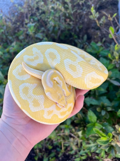 Albino Black Pastel Butter Ball Python by Fireball Reptiles