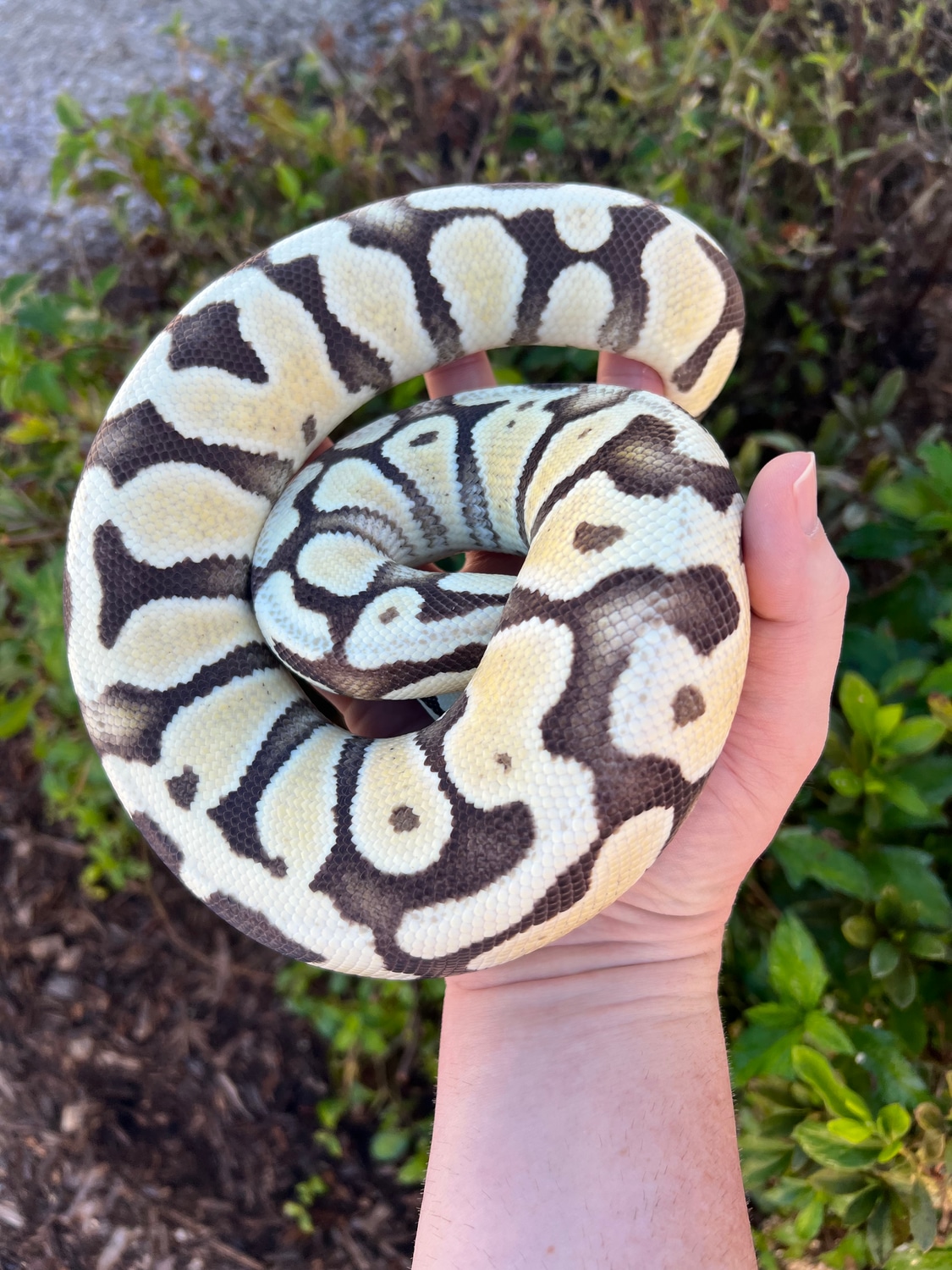 Pastel Desert Ghost Ball Python by Fireball Reptiles - MorphMarket