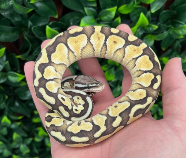 Pastel Butter 100% Het Hypo 66% Puzzle Ball Python by Fireball Reptiles ...