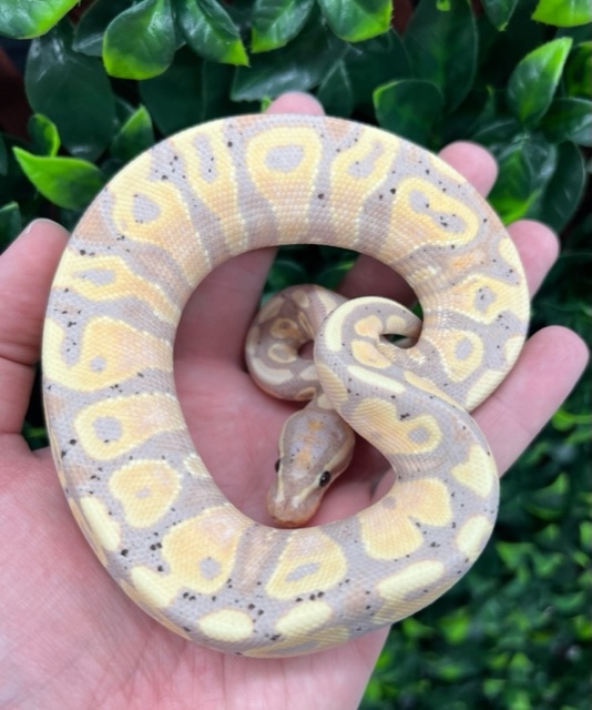 Hypo Banana YB 66% Double Het Clown Pied Ball Python by Fireball Reptiles - MorphMarket