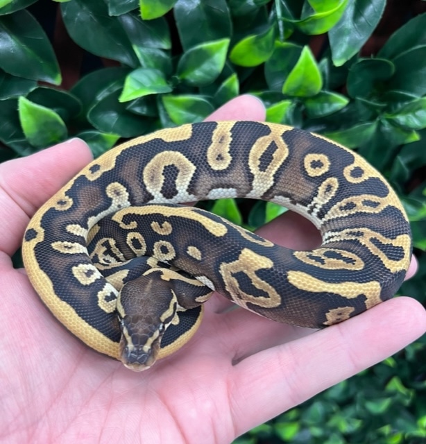 Leopard Mojave 100% Double Het Hypo Ultramel 66% Het Pied Ball Python ...