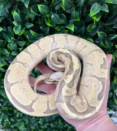 Hypo Super Vanilla Ball Python by Fireball Reptiles