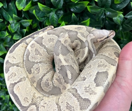 Hypo Pastel Butter Super Enchi Vanilla Ball Python by Fireball Reptiles ...