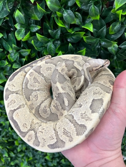 Hypo Super Vanilla Ball Python by Fireball Reptiles