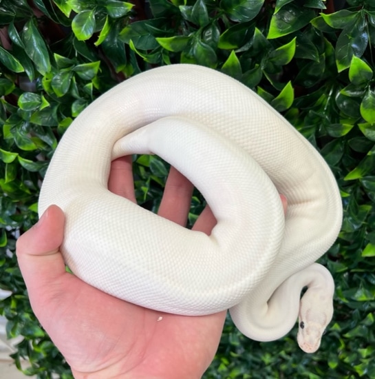 Pastel Ivory Pied Ball Python by Fireball Reptiles