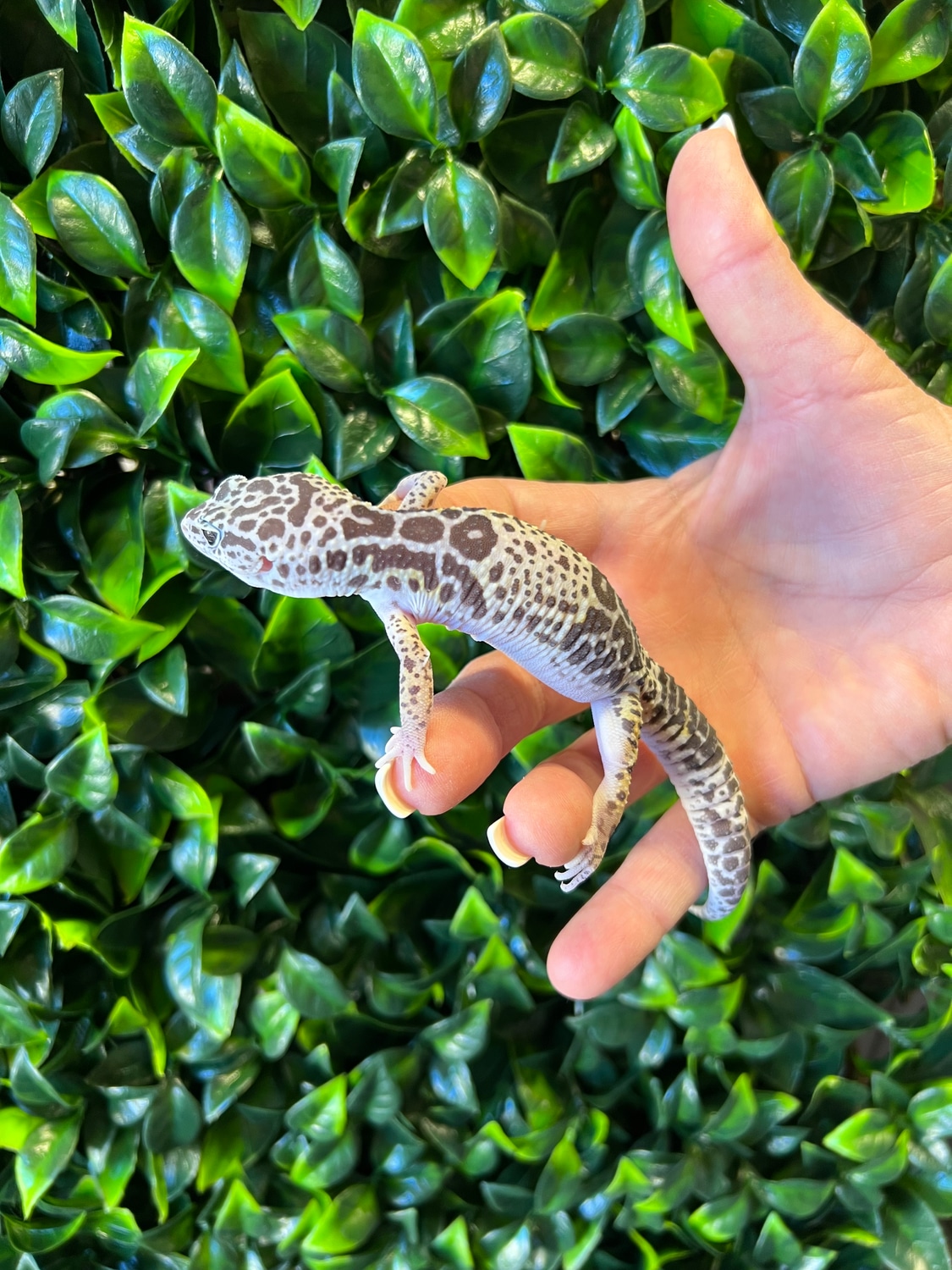 West Indian Fuscus Leopard Gecko by Fireball Reptiles - MorphMarket