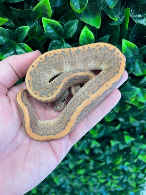Hypo Black Pastel Pinstripe Ball Python by Fireball Reptiles - MorphMarket