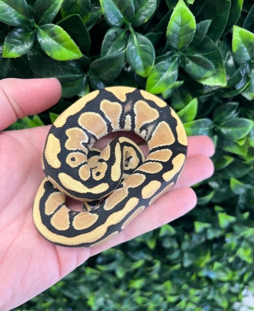 Desert Ghost 100% Double Het Cryptic Genetic Stripe Ball Python by ...