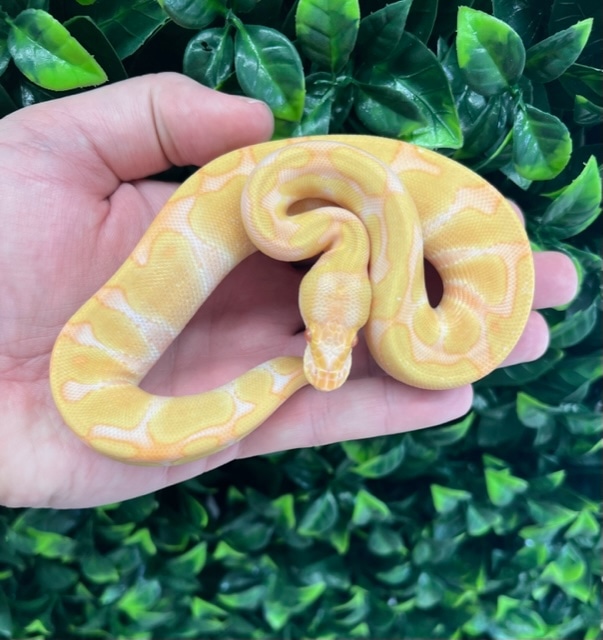 Albino Enchi Ball Python by Fireball Reptiles - MorphMarket