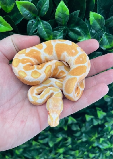 Albino Black Pastel Enchi Ball Python by Fireball Reptiles