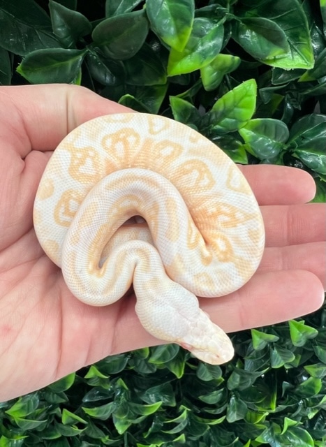 Albino Black Pewter Ball Python by Fireball Reptiles - MorphMarket